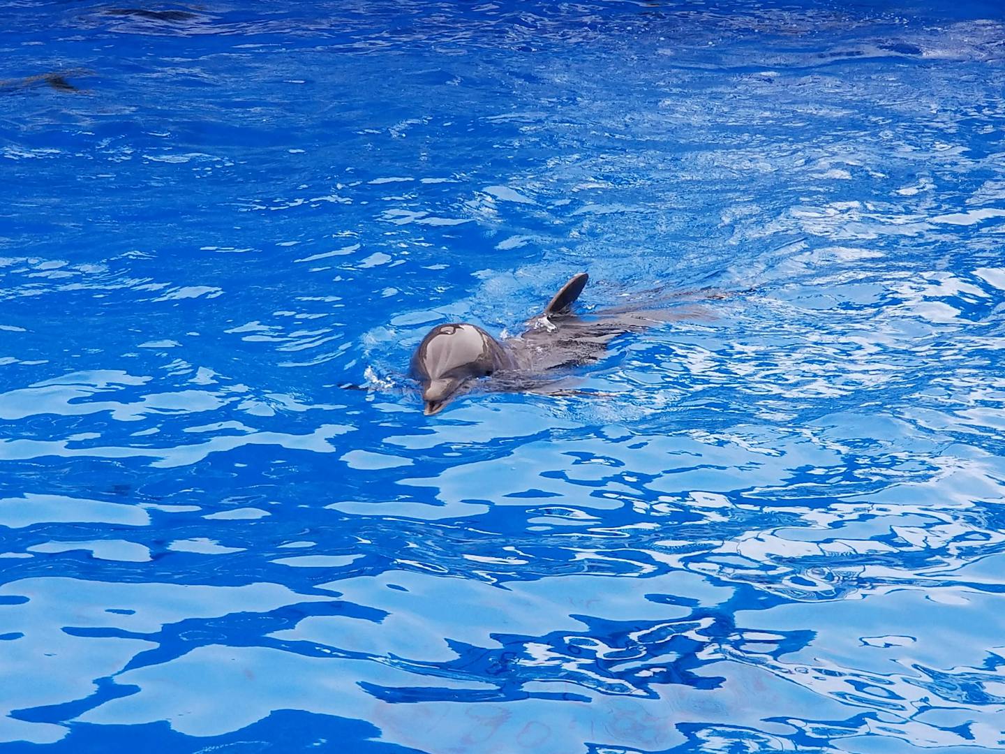 The 10 Best Things to Do in Constanța - 2025 - TryTravel