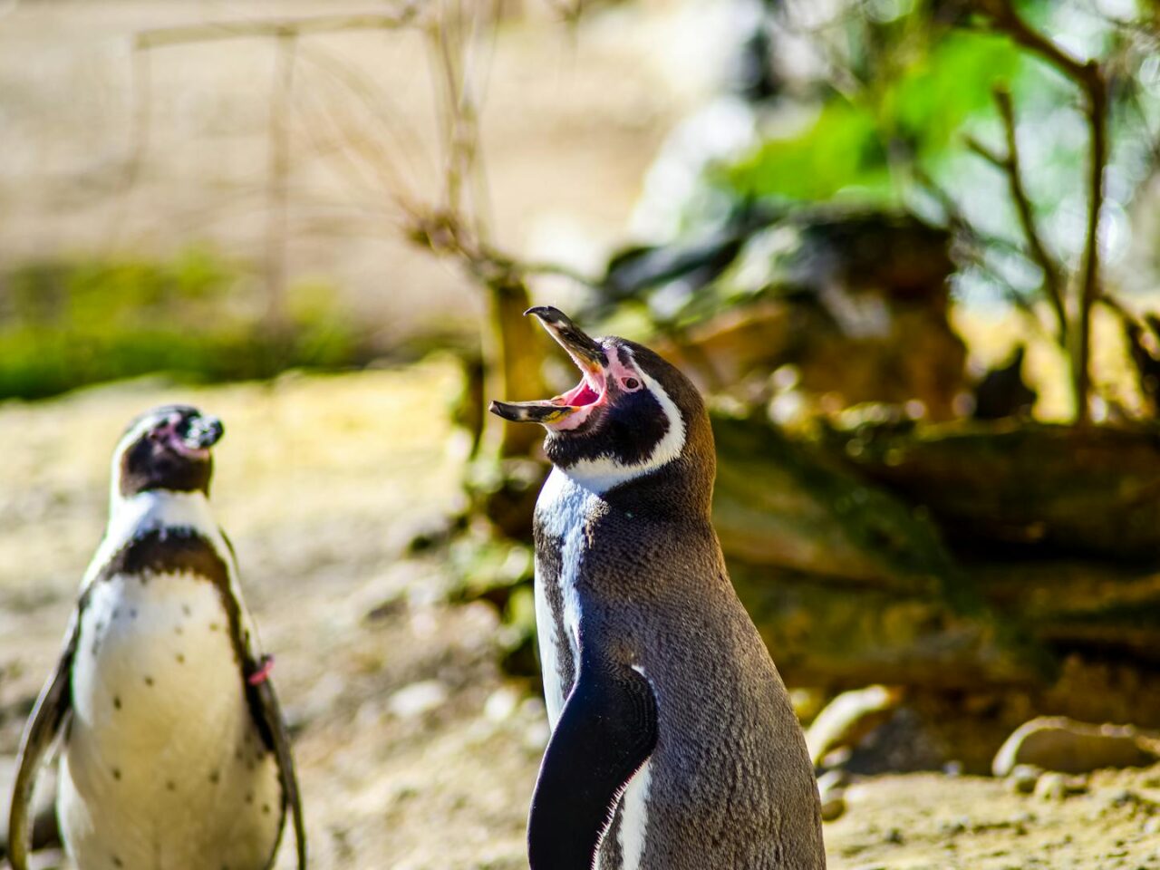 Les 22 meilleures choses à faire à Oradea - 2025 - TryTravel