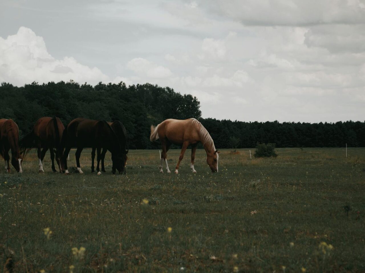 Die 2 besten Dinge, die man in Satu Mare tun kann - 2025 - TryTravel