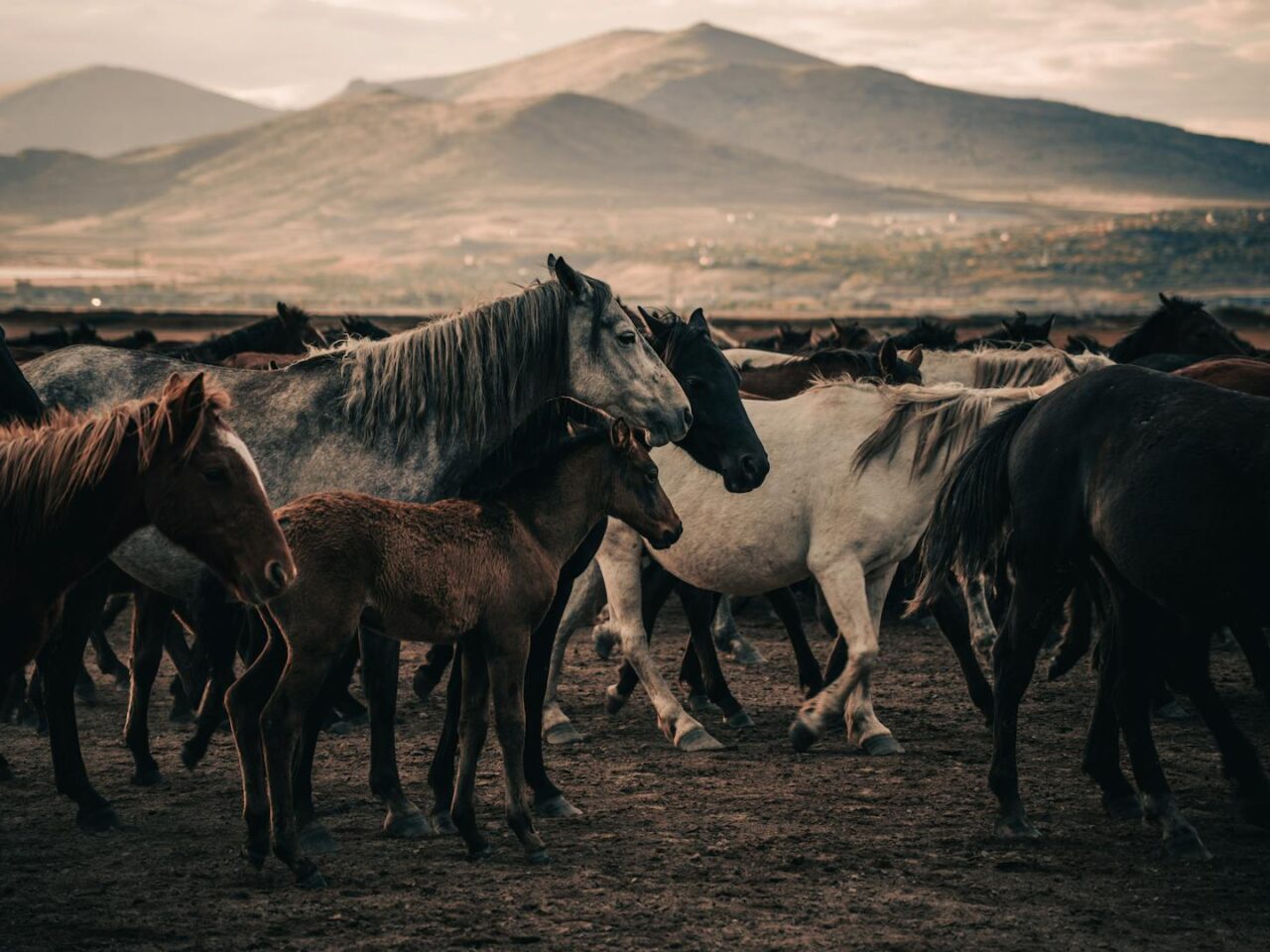 Die 2 besten Dinge, die man in Satu Mare tun kann - 2025 - TryTravel