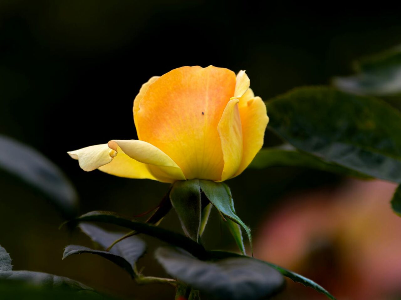 The 9 Best Things to Do in Székesfehérvár - 2025 - TryTravel