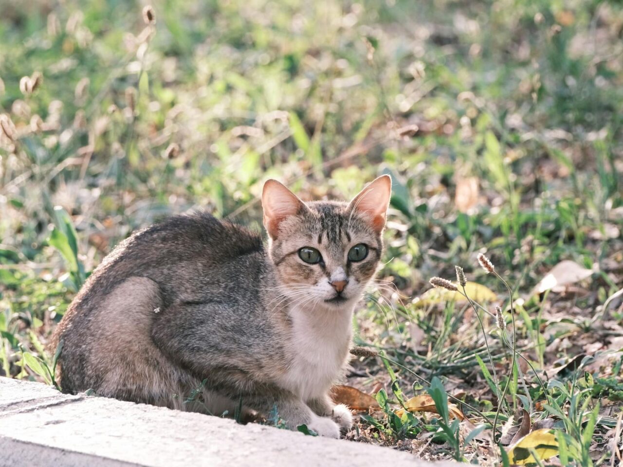 Die 9 besten Dinge, die man in Chester tun kann - 2025 - TryTravel