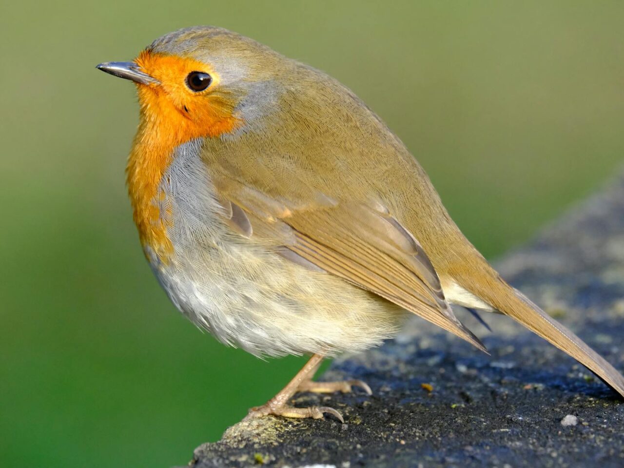 Die 8 besten Dinge, die man in Limerick tun kann - 2025 - TryTravel