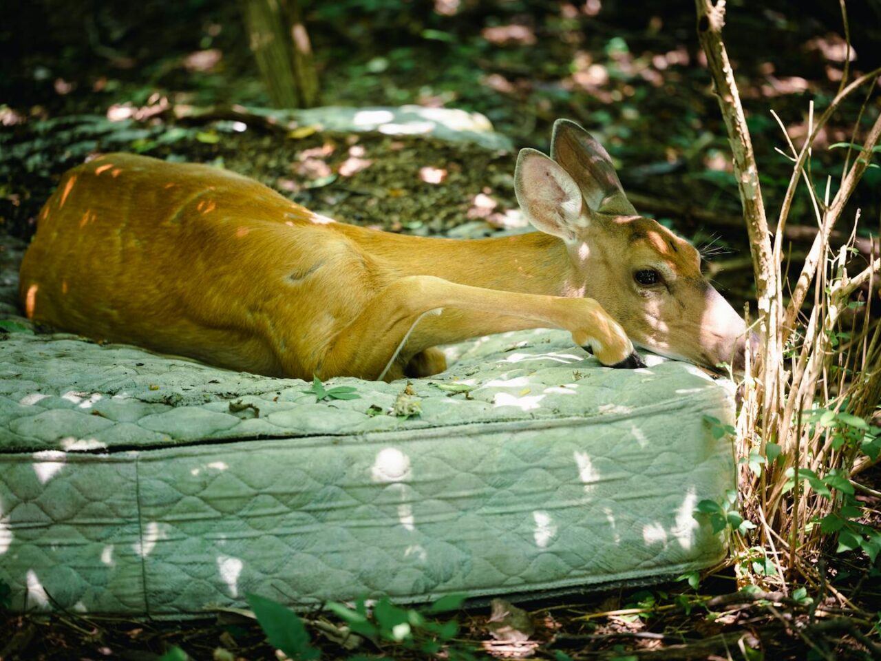 Las 5 mejores cosas que hacer en Aigáleo - 2025 - TryTravel