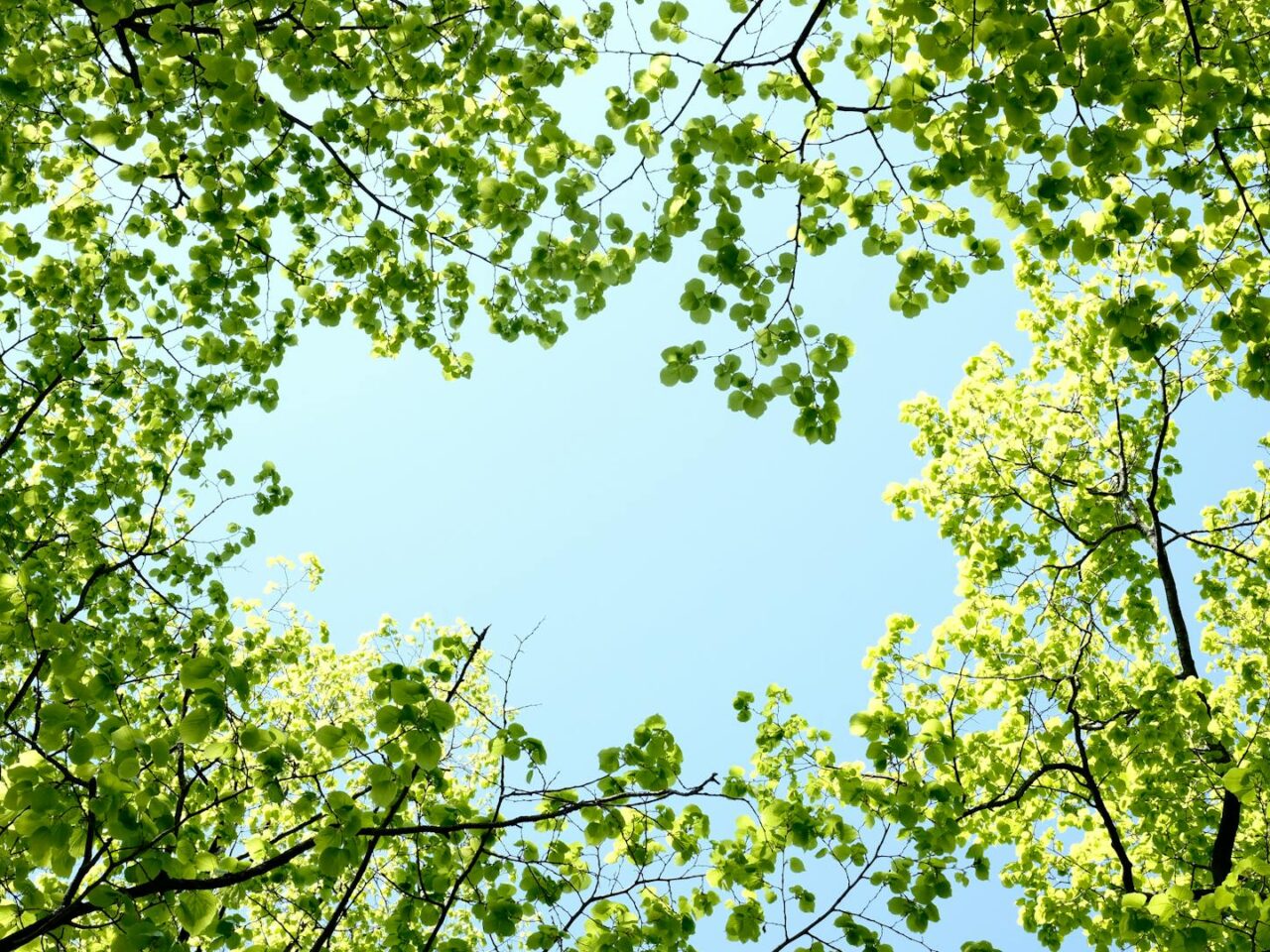 The 15 Best Things to Do in Hunedoara - 2025 - TryTravel